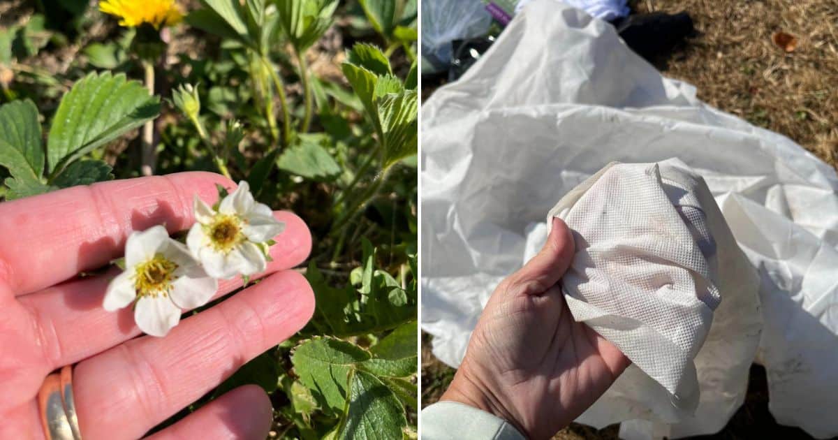 Spring Frost Protection for Strawberry Plants: What Do You Need to Do ...