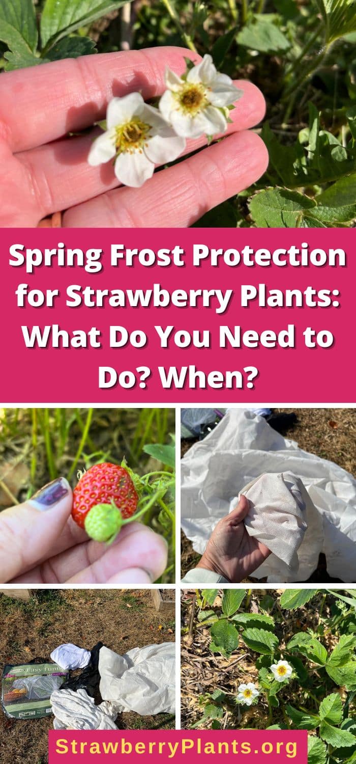 Spring Frost Protection for Strawberry Plants: What Do You Need to Do ...