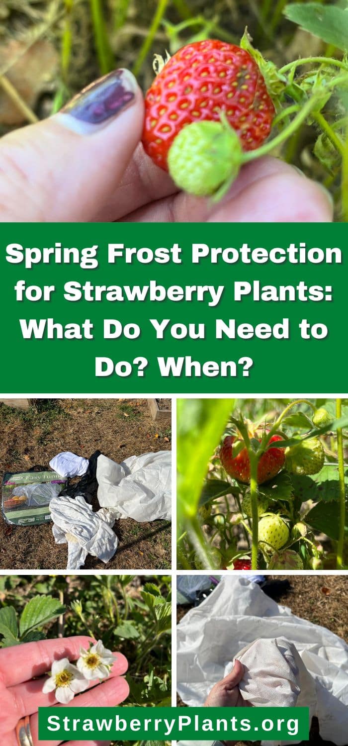 Spring Frost Protection for Strawberry Plants: What Do You Need to Do ...