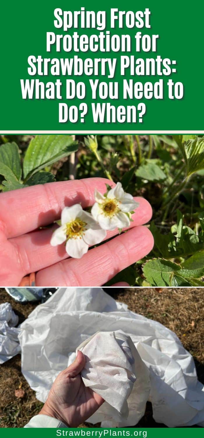 Spring Frost Protection for Strawberry Plants: What Do You Need to Do ...