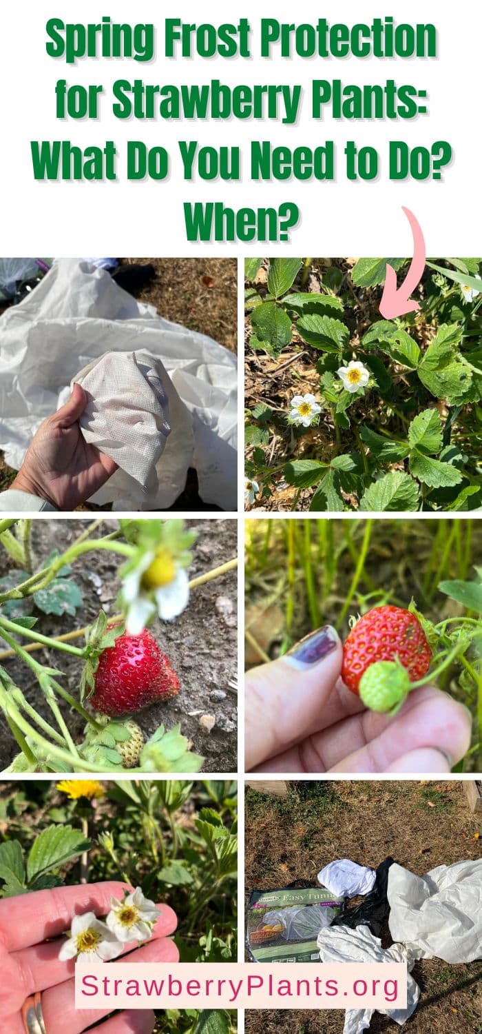 Spring Frost Protection for Strawberry Plants: What Do You Need to Do ...