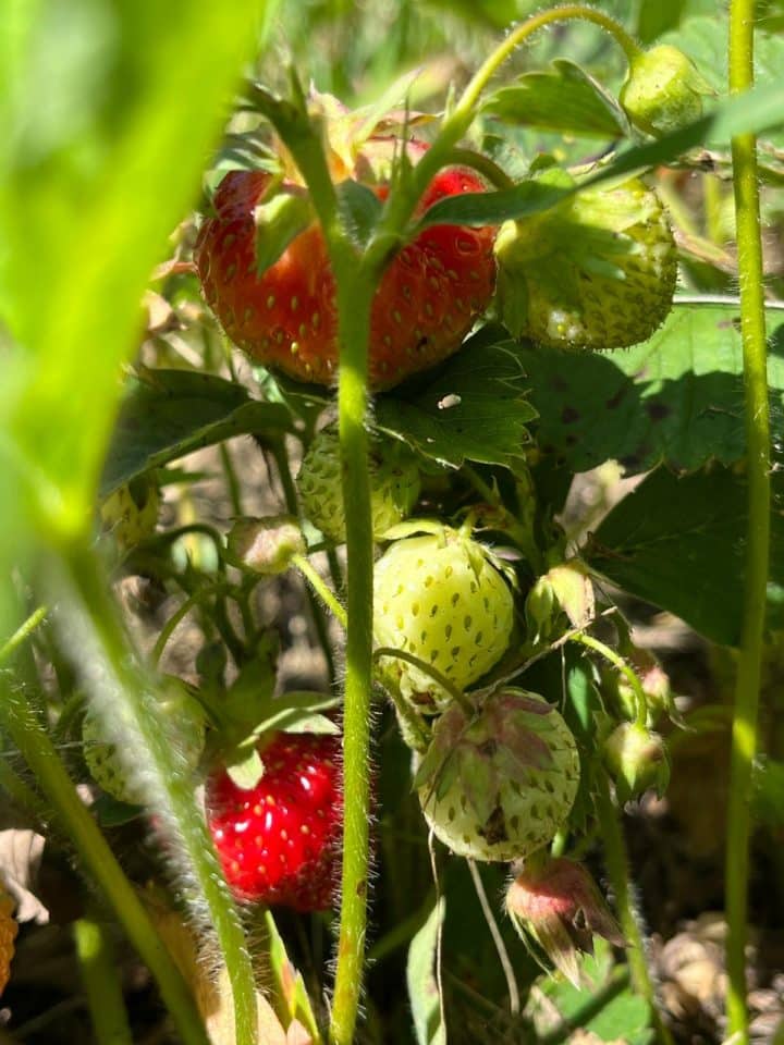 Spring Frost Protection for Strawberry Plants: What Do You Need to Do ...
