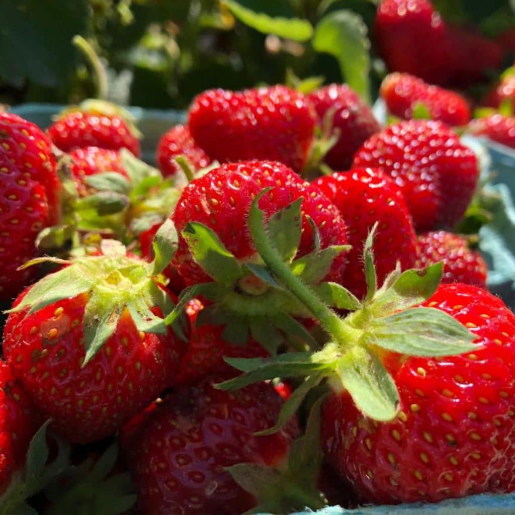 Purple Strawberries (All You Need to Know)