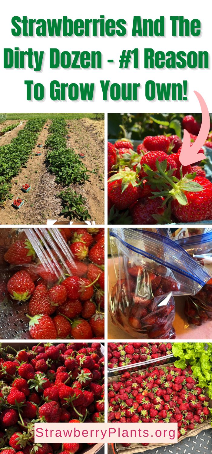 Strawberries And The Dirty Dozen – #1 Reason To Grow Your Own ...