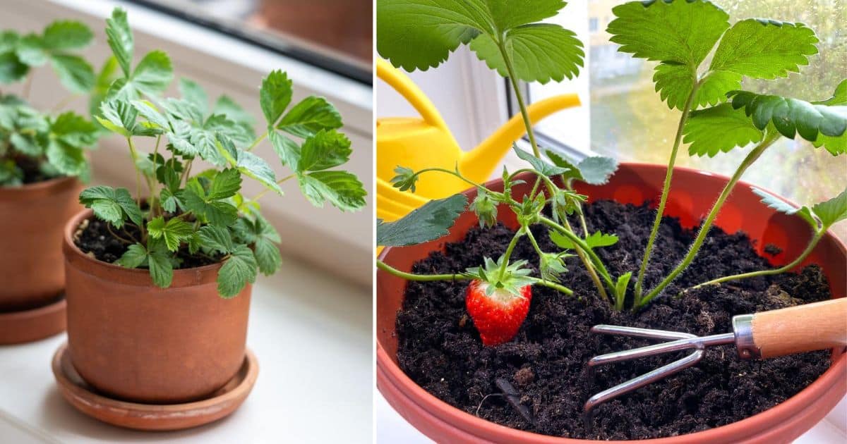 The Best Type of Strawberries to Grow Inside – Strawberry Plants