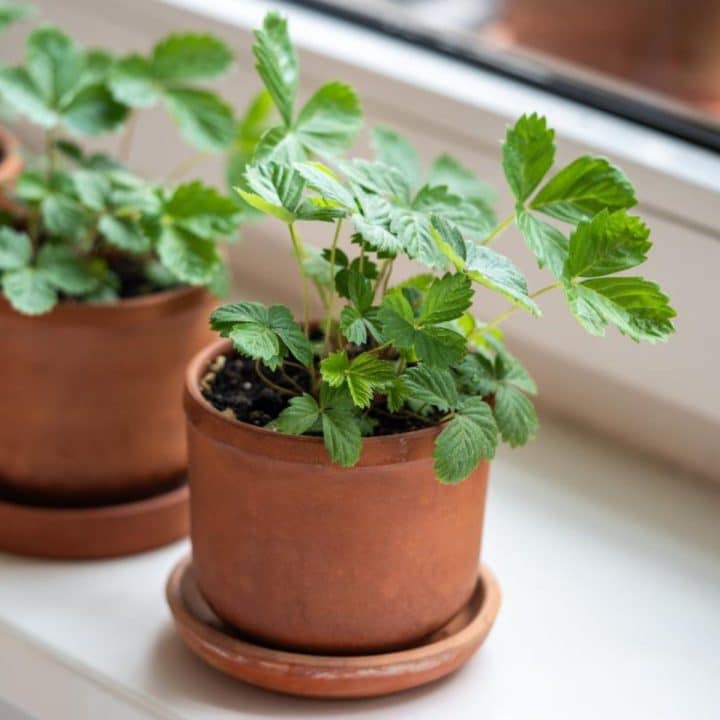 Best Lighting for Growing Strawberries Indoors (Complete Guide)