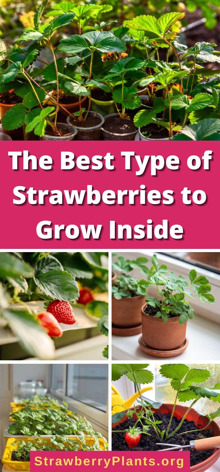 The Best Type of Strawberries to Grow Inside – Strawberry Plants