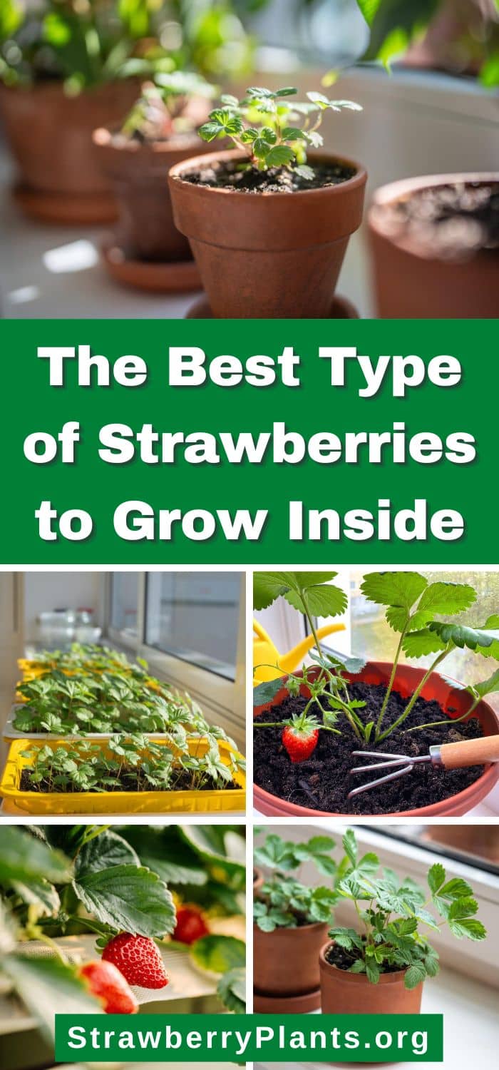 The Best Type of Strawberries to Grow Inside – Strawberry Plants