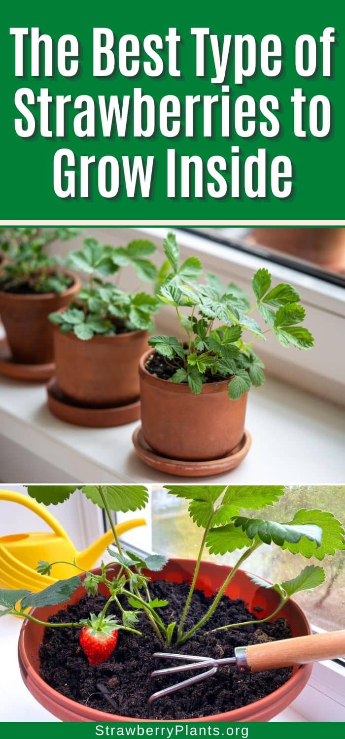 The Best Type of Strawberries to Grow Inside – Strawberry Plants