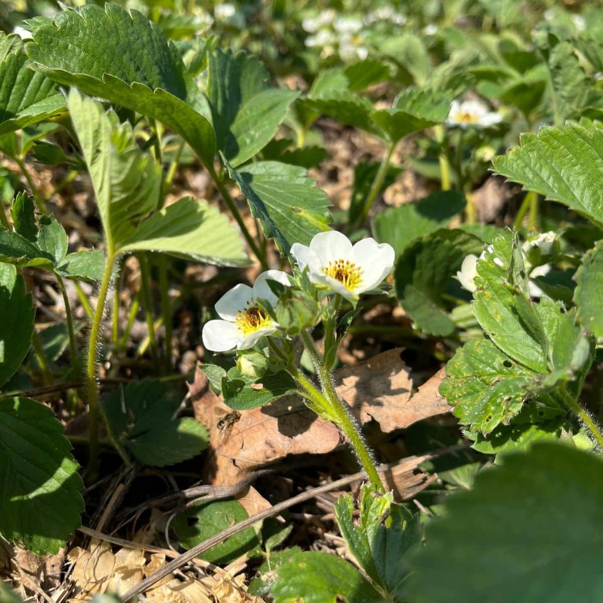 When Should You Plant Strawberries Outside? – Strawberry Plants