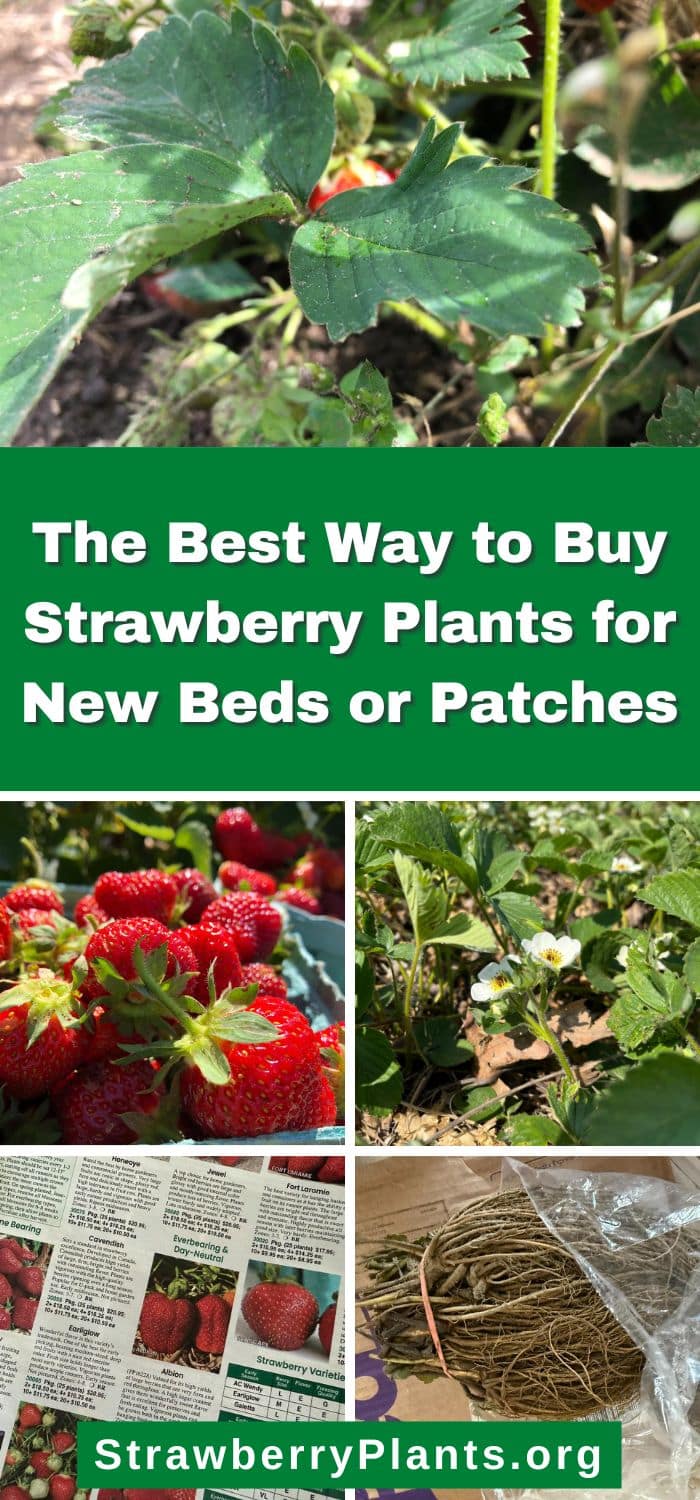 The Best Way to Buy Strawberry Plants for New Beds or Patches – Strawberry Plants