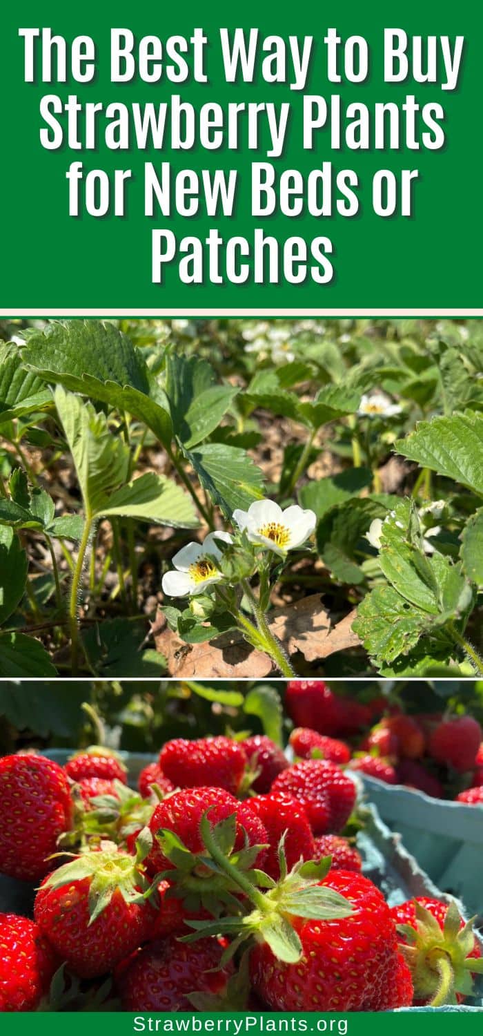 The Best Way to Buy Strawberry Plants for New Beds or Patches – Strawberry Plants