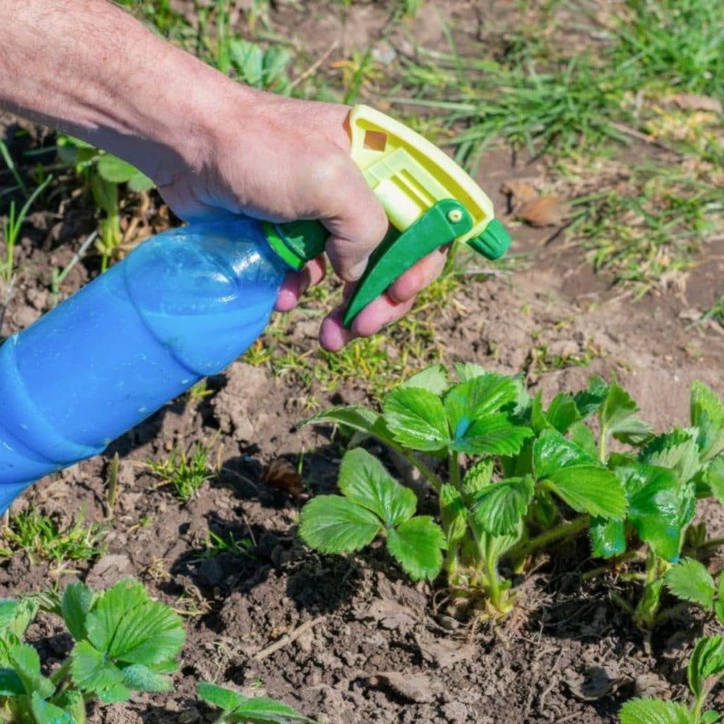 9 Ways to Protect Your Strawberry Garden from Birds – Strawberry Plants