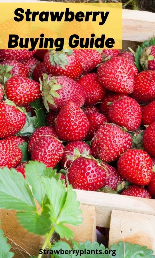 Strawberry Buying Guide – Strawberry Plants