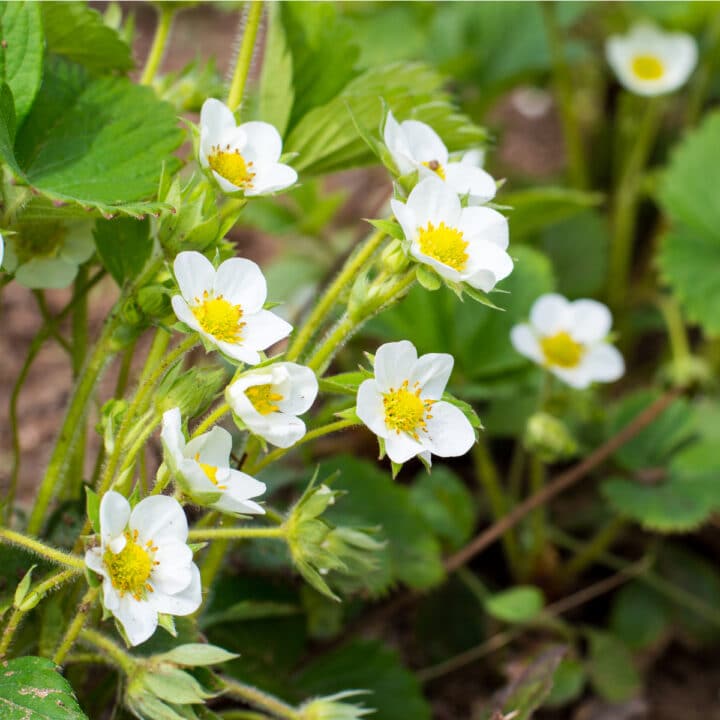 Strawberry Plants Producing Runners but no Strawberries?