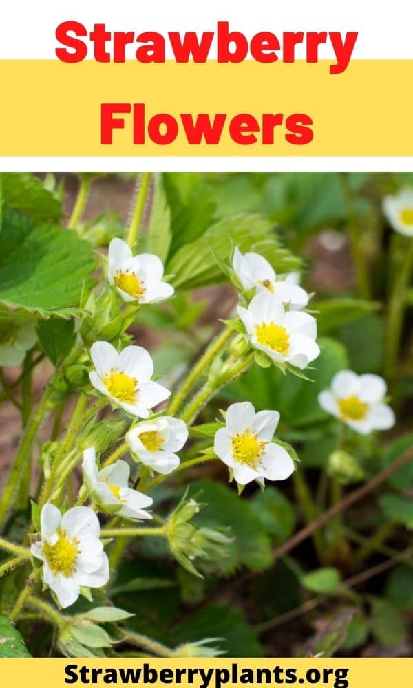 Strawberry Flowers (All You Need to Know)