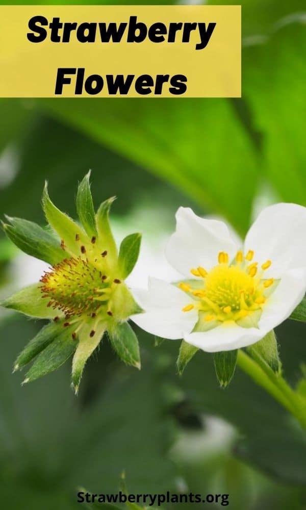 Strawberry Flowers (All You Need to Know)