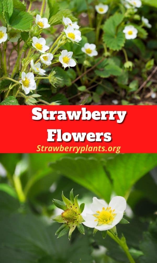 Strawberry Flowers (All You Need to Know)