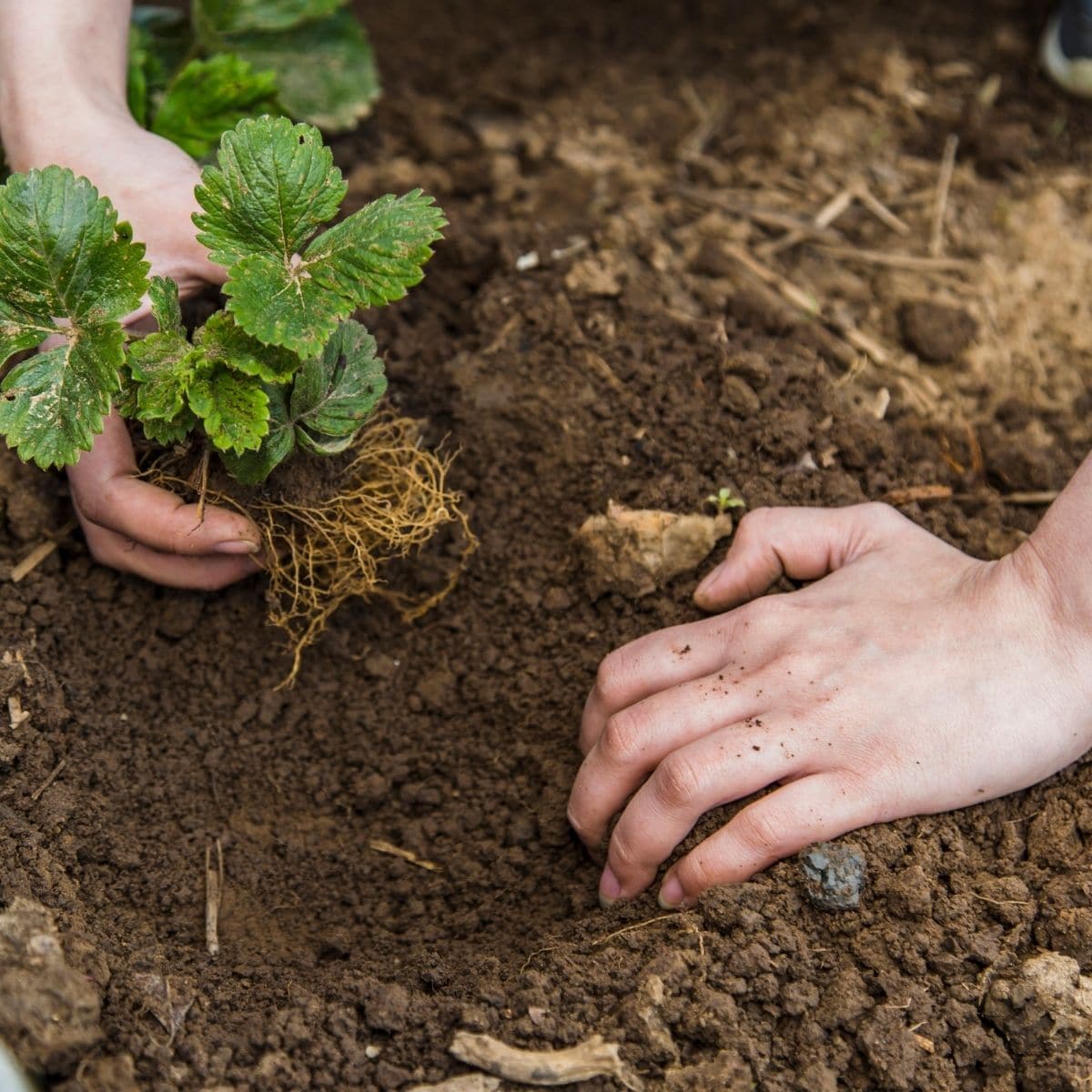 Growing Strawberries Article Archives – Strawberry Plants