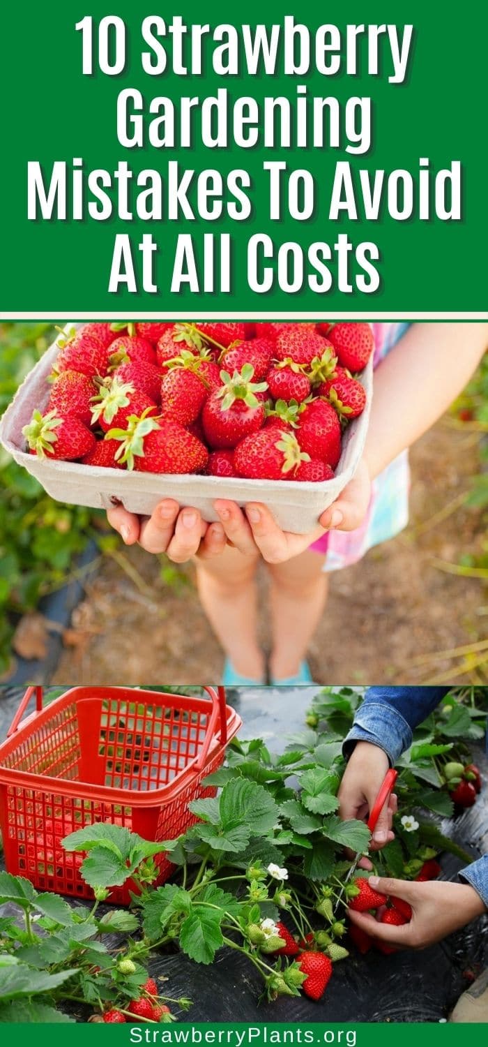 10 Strawberry Gardening Mistakes To Avoid At All Costs Strawberry Plants