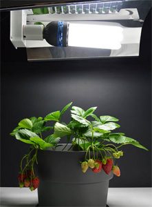 Best Lighting for Growing Strawberries Indoors (Complete Guide)