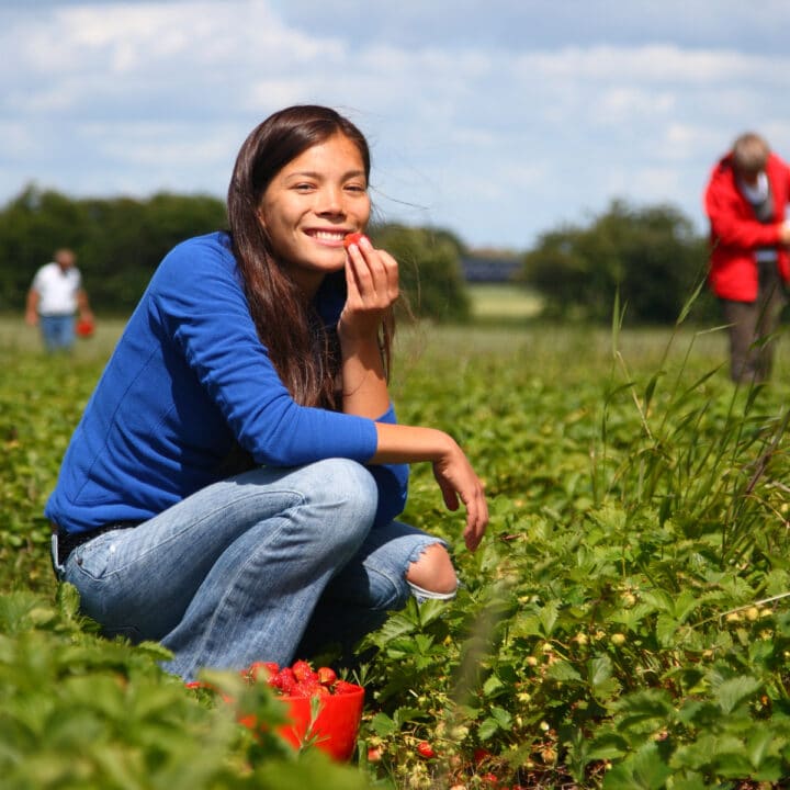 Strawberry Picking Robots (How They Work)