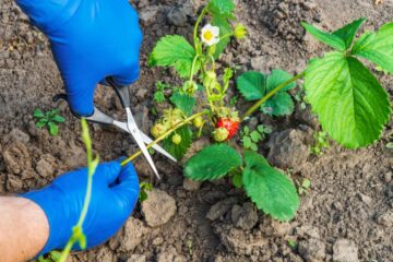Strawberry Plant Propagation: The Definitive Guide (Updated 2022)