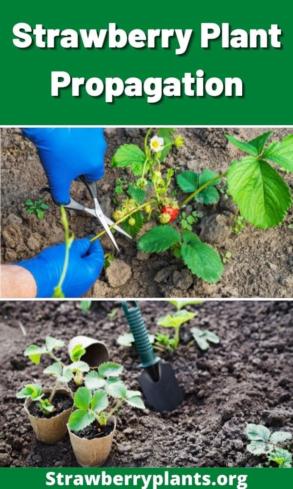 Strawberry Plant Propagation: The Definitive Guide (Updated 2022)