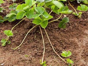 Strawberry Plant Propagation: The Definitive Guide (Updated 2021)