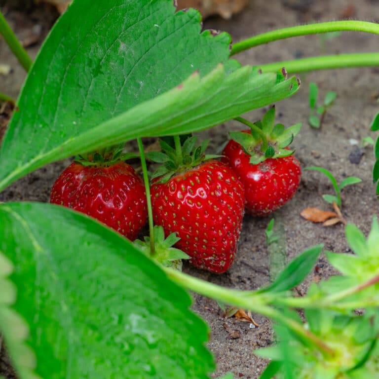 Strawberry Seedlings (Guide) – Strawberry Plants