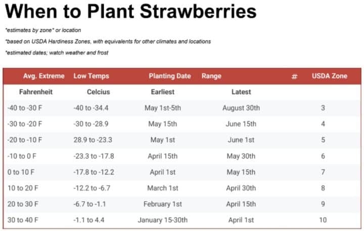 When Should You Plant Strawberries Outside? – Strawberry Plants