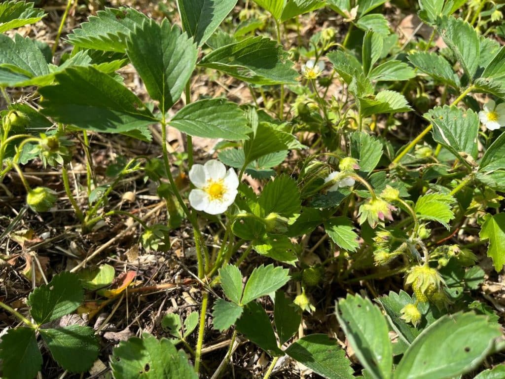 When Should You Plant Strawberries Outside? – Strawberry Plants