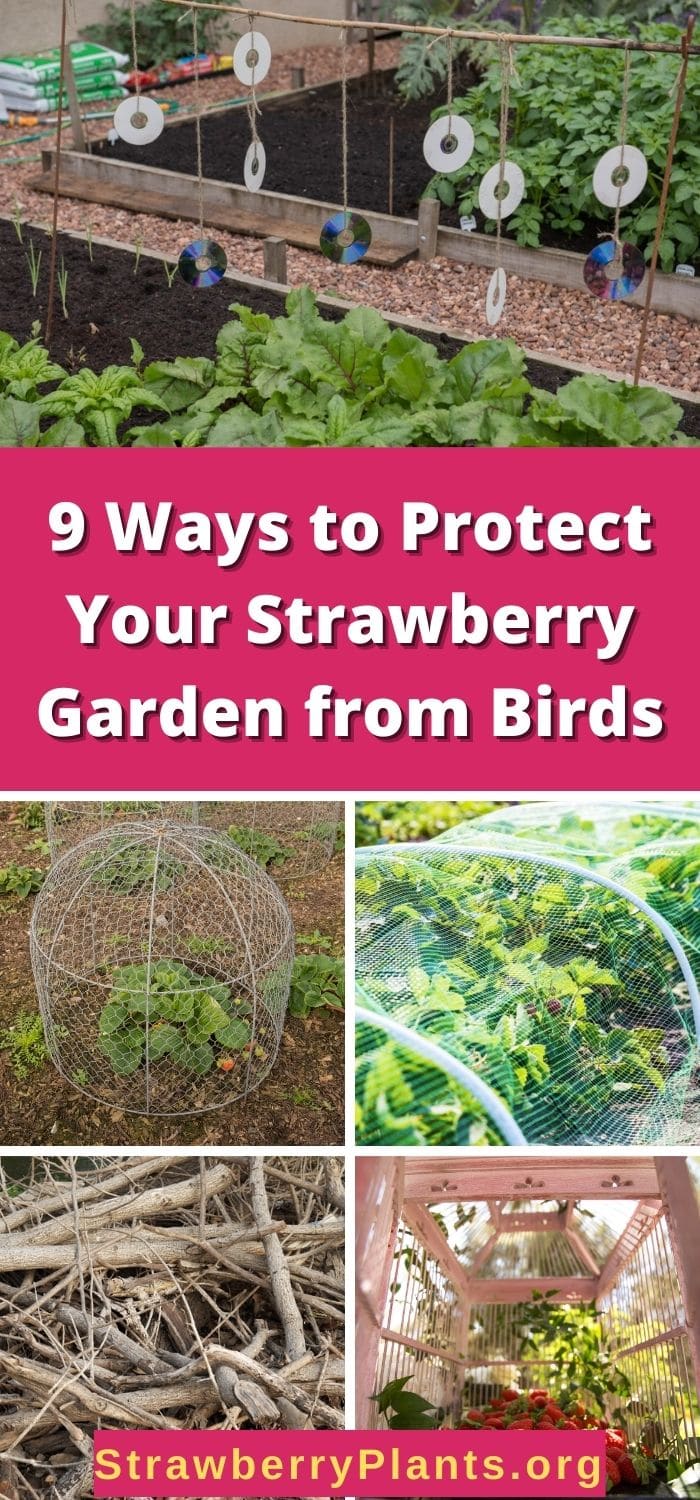 9 Ways to Protect Your Strawberry Garden from Birds – Strawberry Plants