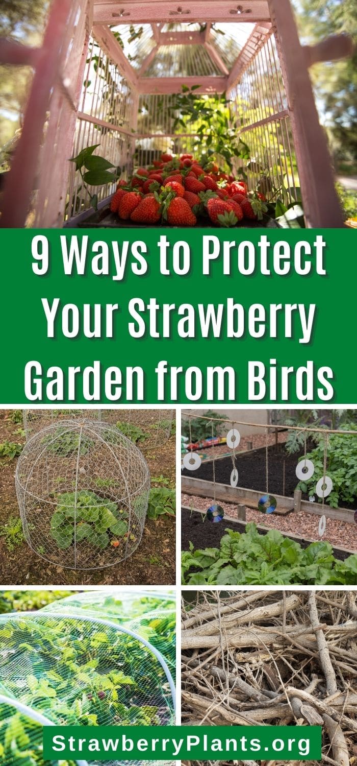 9 Ways to Protect Your Strawberry Garden from Birds – Strawberry Plants