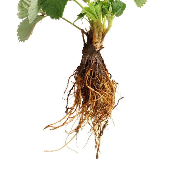 Strawberry Plants Grown in India – Strawberry Plants