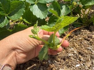 How to Handle Runners in a 1st Year Strawberry Patch – Strawberry Plants