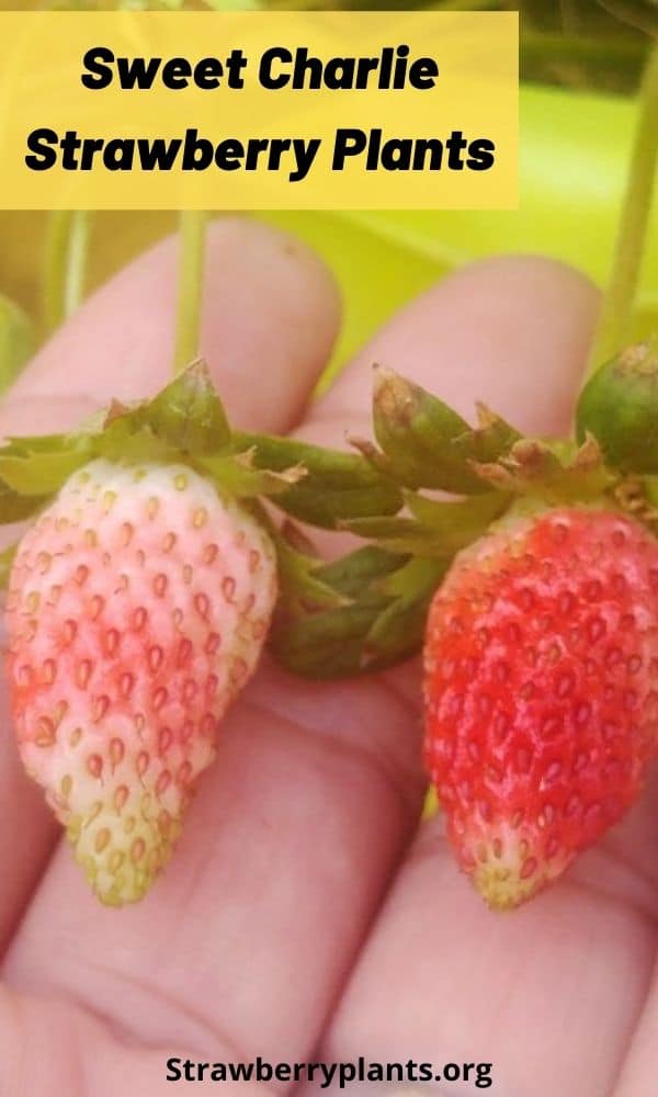 Sweet Charlie Strawberry Plants (All You Need to Know)
