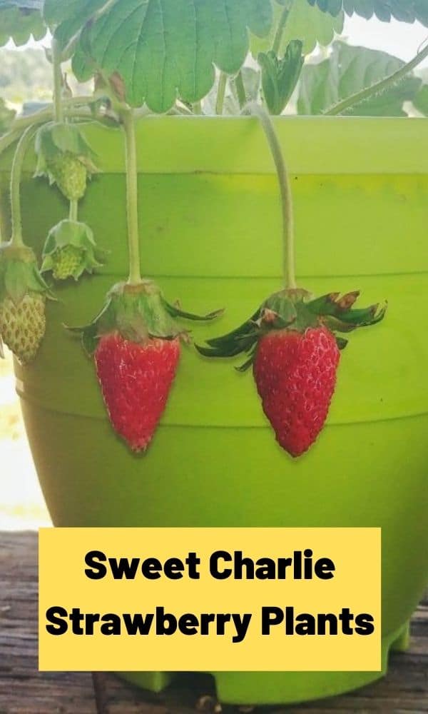 Sweet Charlie Strawberry Plants (All You Need to Know)