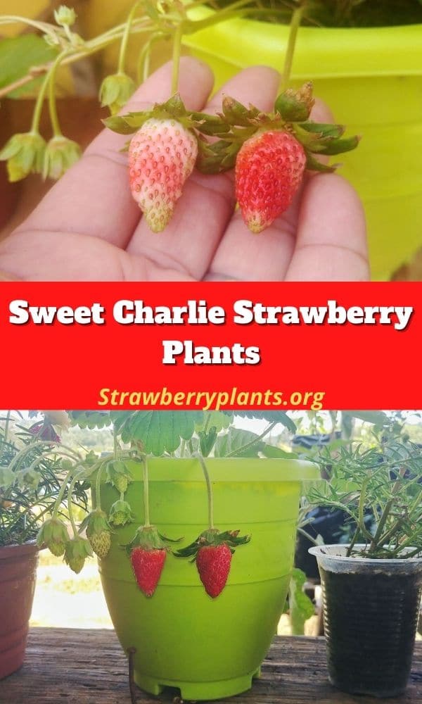 Sweet Charlie Strawberry Plants (All You Need to Know)
