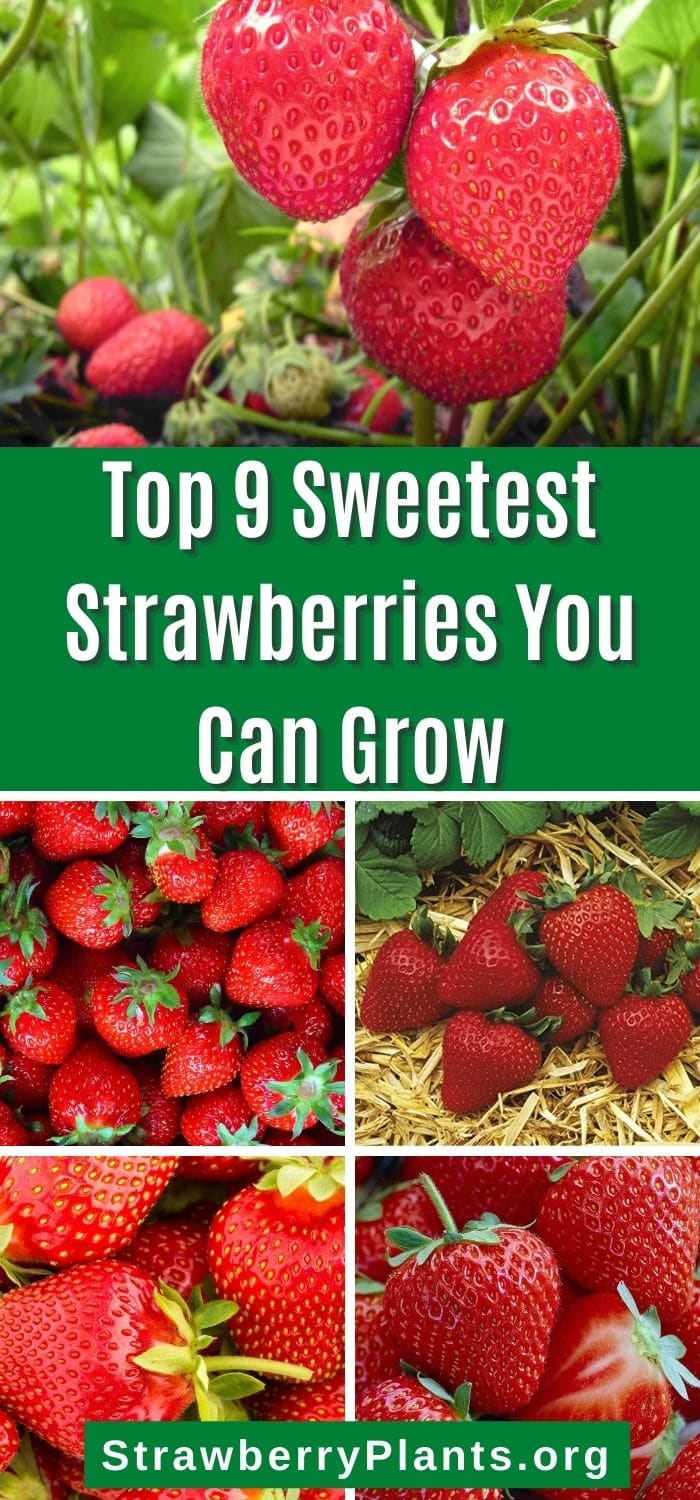 Top 9 Sweetest Strawberries You Can Grow (and Where to Buy Them)