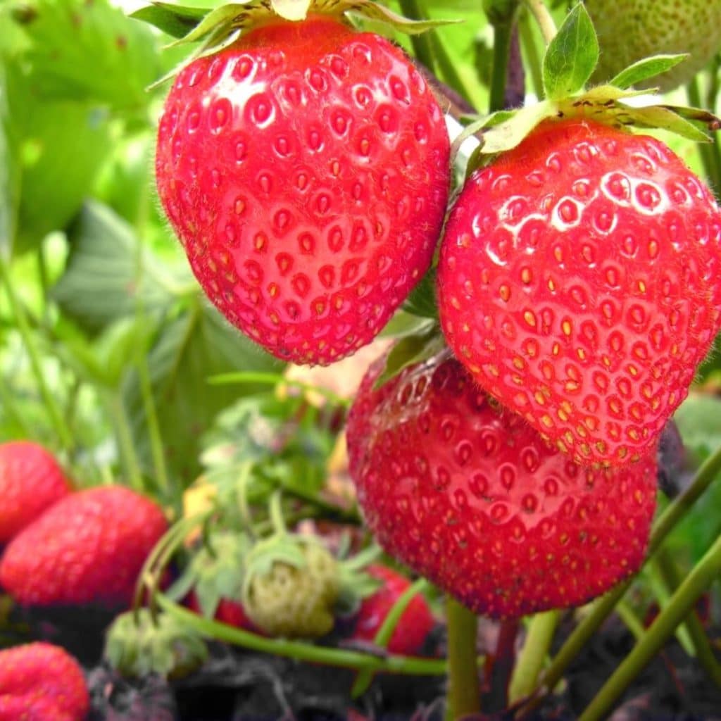 Wilting Strawberry Plants – Strawberry Plants