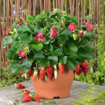Tristan Strawberry Variety Info And Grow Guide – Strawberry Plants