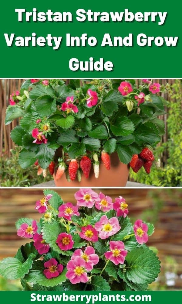 Tristan Strawberry Variety Info And Grow Guide – Strawberry Plants