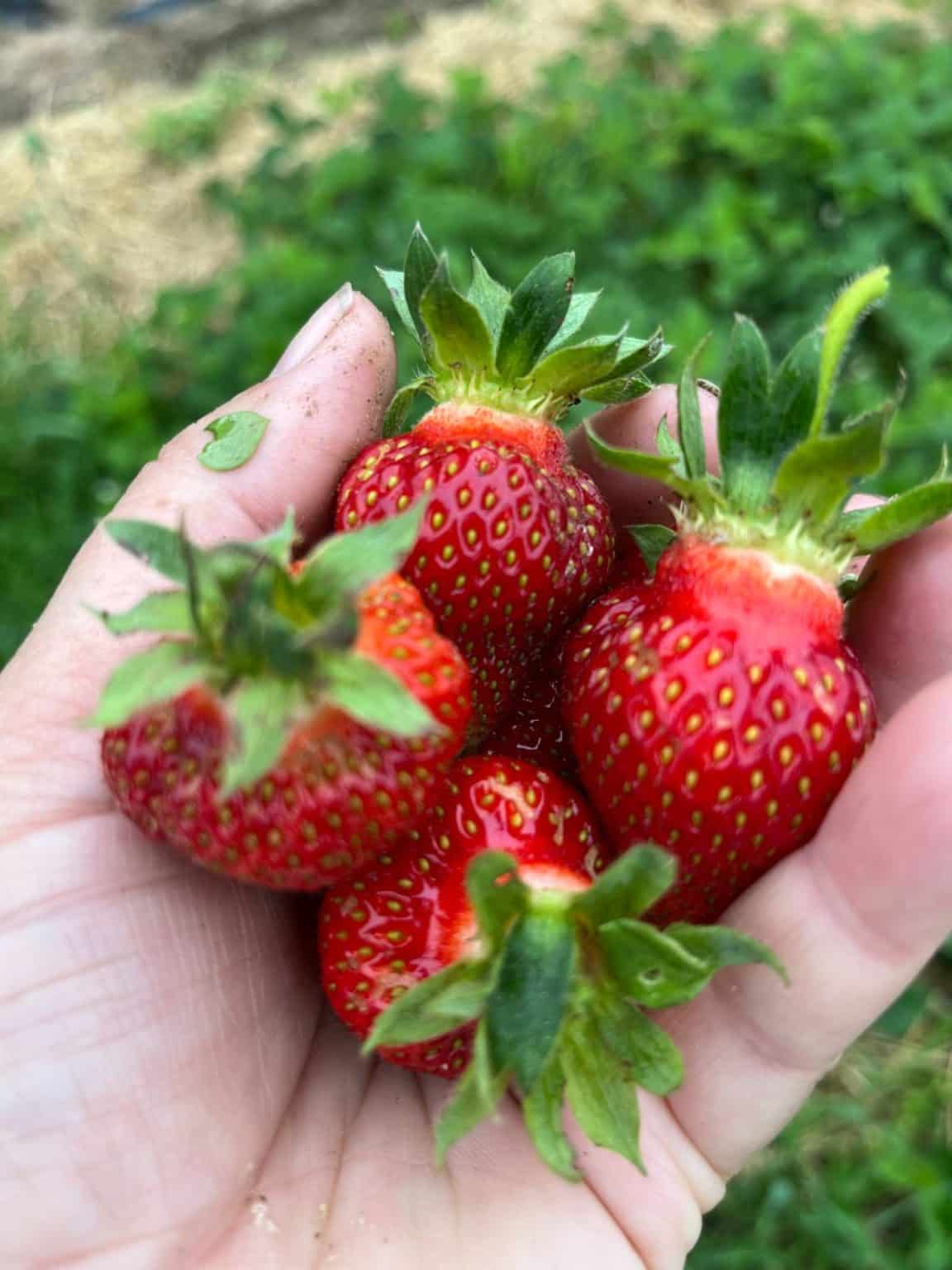 3 Best Ways to Wash Strawberries + When and How To – Strawberry Plants