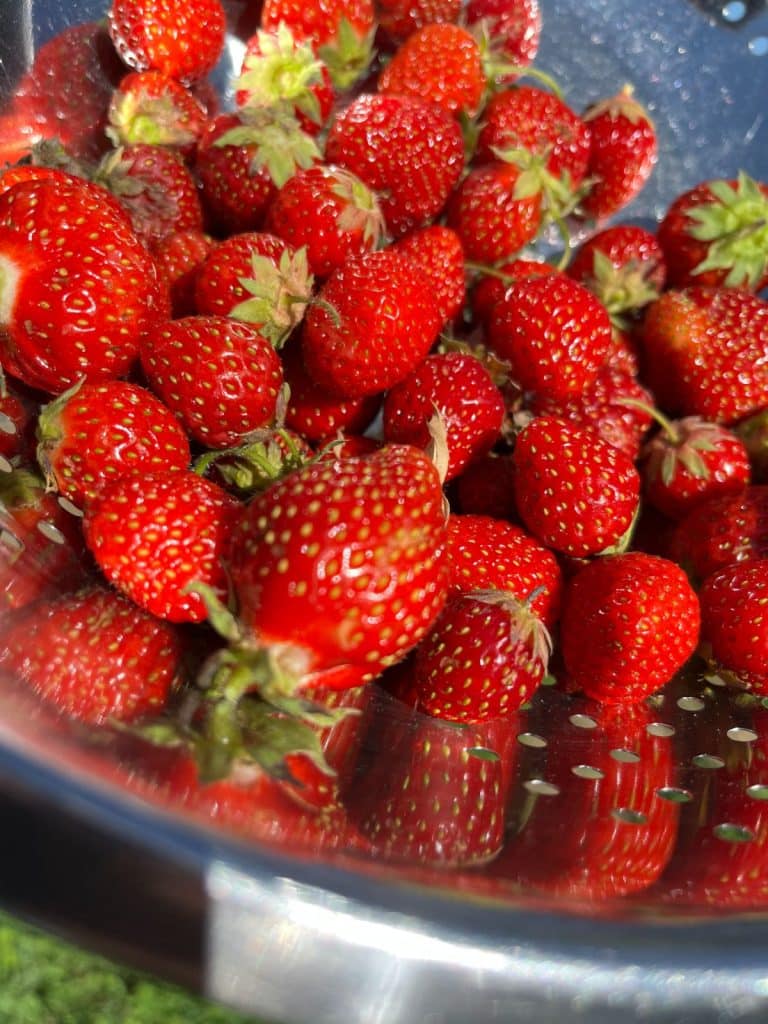 3 Best Ways to Wash Strawberries + When and How To – Strawberry Plants