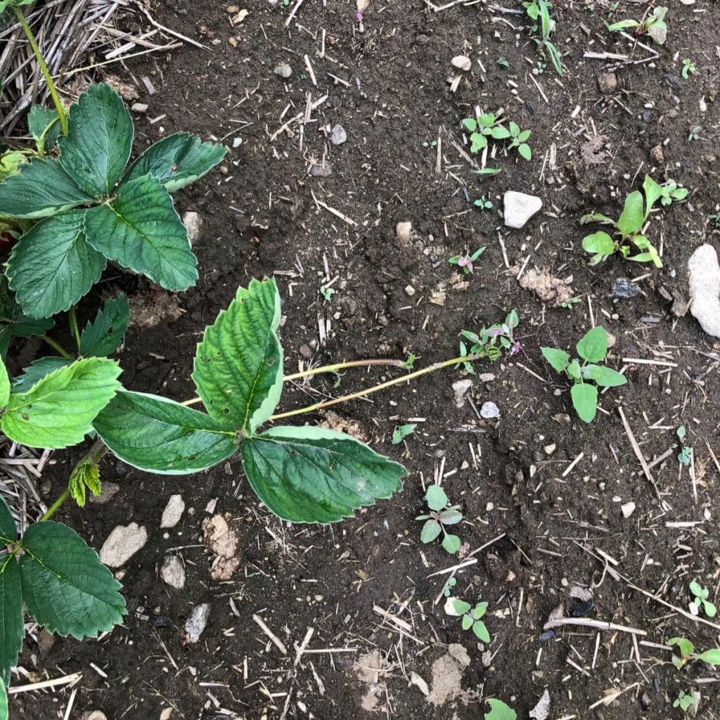 Growing Strawberries: The Definitive Guide (Updated 2022)