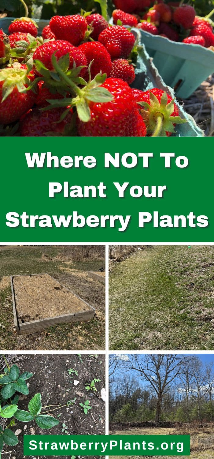 Where NOT To Plant Your Strawberry Plants – Strawberry Plants