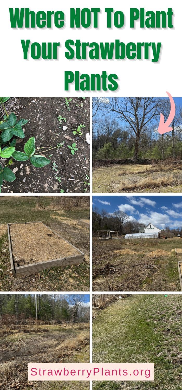Where NOT To Plant Your Strawberry Plants – Strawberry Plants