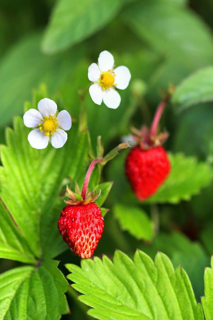 What Type of Strawberries Are Best for Shady Spaces? (+ Varieties ...
