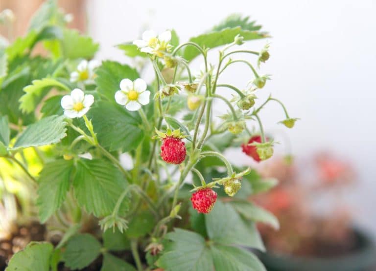 What Type of Strawberries Are Best for Shady Spaces? (+ Varieties ...